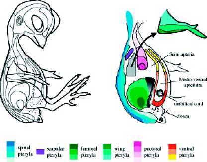 The different chick skin pterylae. Modified from Mayerson and Fallon ...